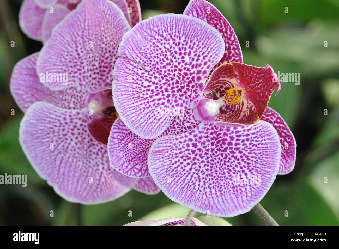 Single orchid stem hi-res stock photography and images - Alamy