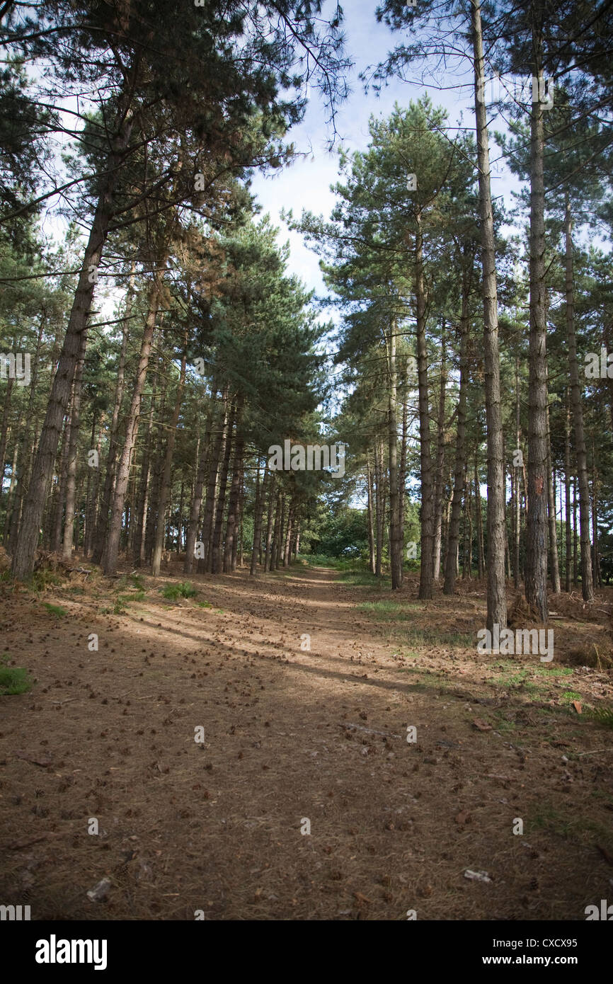 Uk coniferous forest hi-res stock photography and images - Alamy