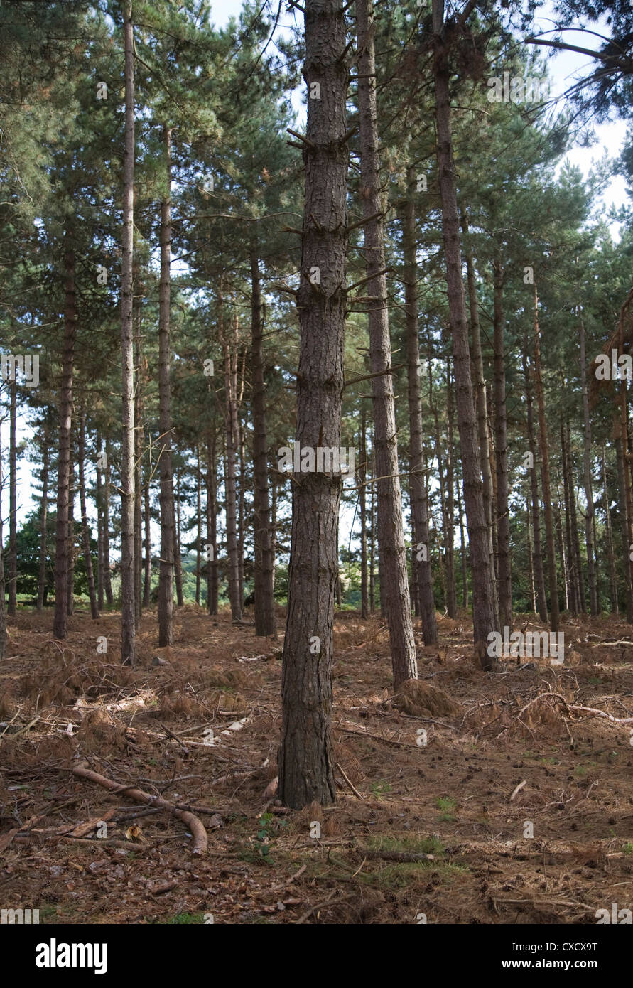 Rendlesham wood hi-res stock photography and images - Alamy