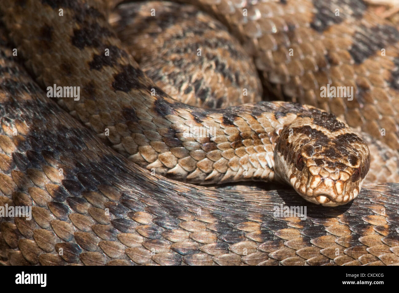 Adder (Vipera berus) in closeup, before shedding skin, Northumberland ...