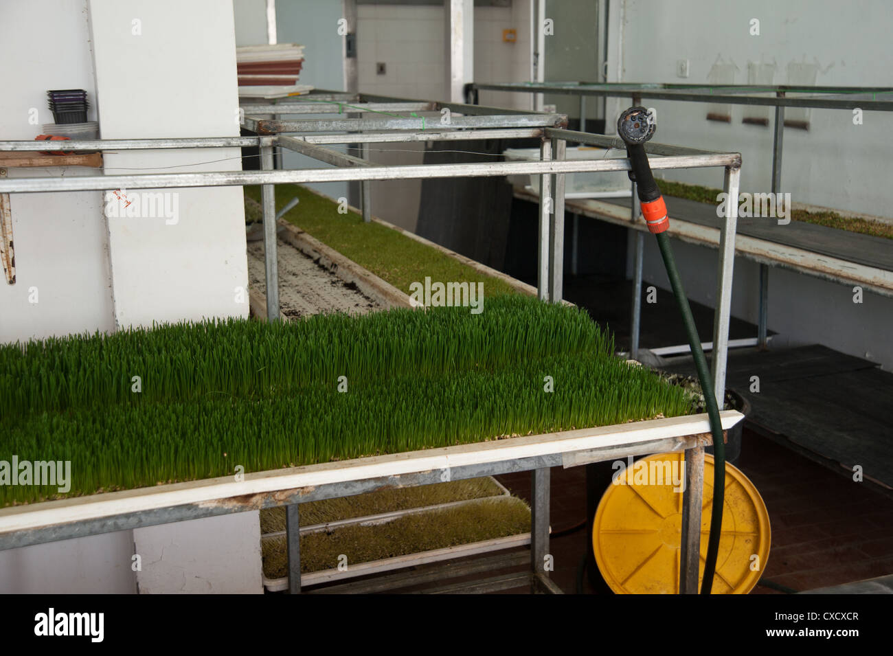 Wheat germ hi-res stock photography and images - Alamy