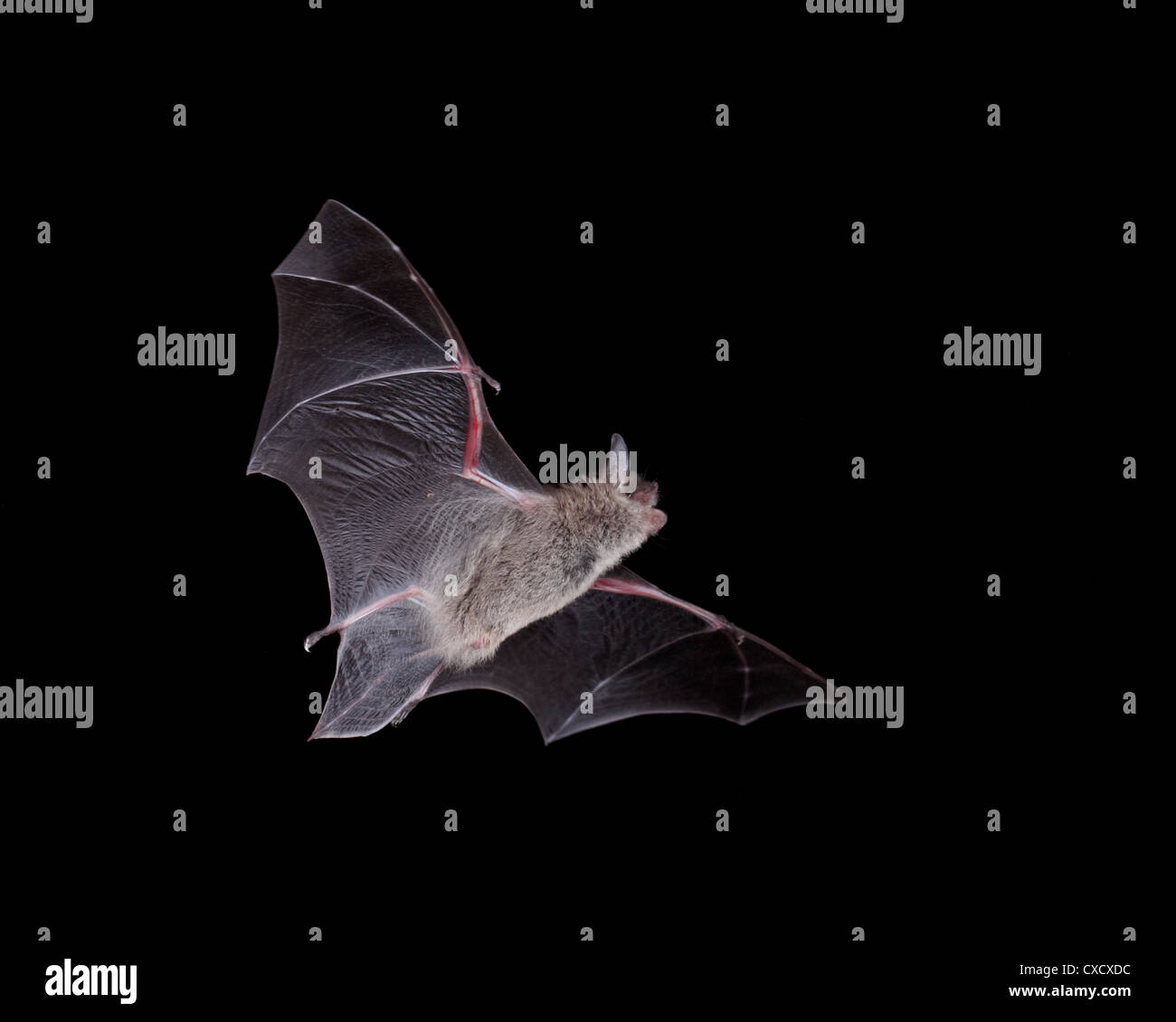 Cave Myotis (Myotis velifer) in flight in captivity, Hidalgo County ...