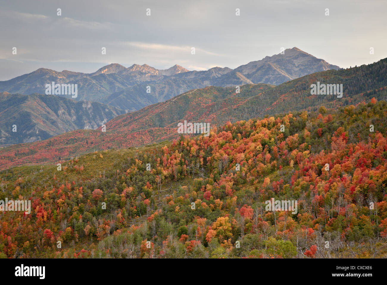 Red and orange fall colors in the Wasatch Mountains, Uinta National ...