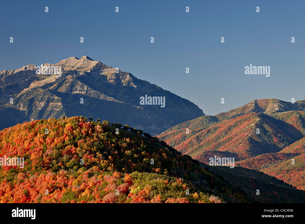 Orange and red maples in the fall, Wasatch Mountain State Park, Utah ...