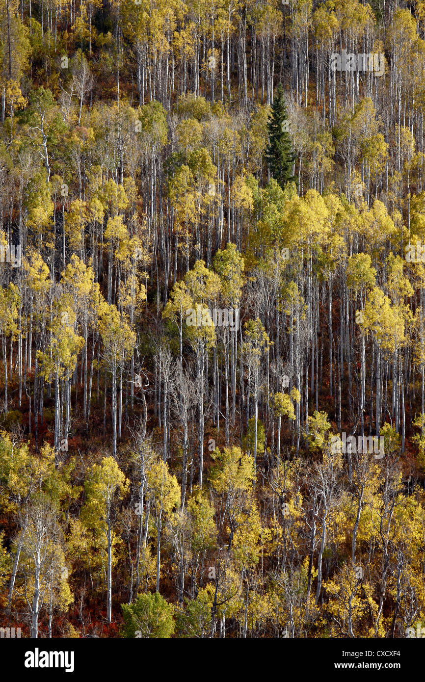 Yellow aspens in the fall, Wasatch-Cache National Forest, Utah, United ...