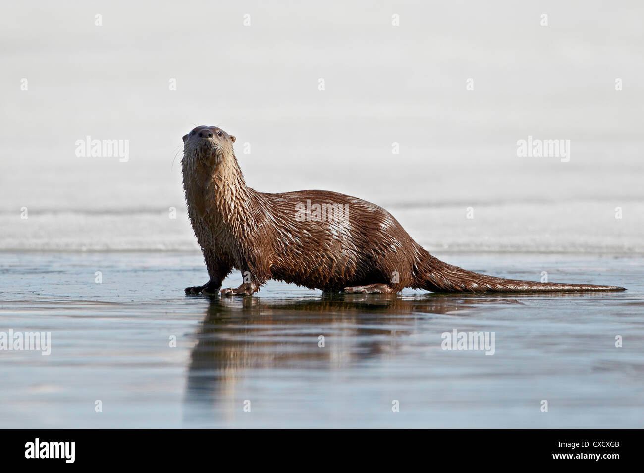River otter (Lutra canadensis) on frozen Yellowstone Lake, Yellowstone ...