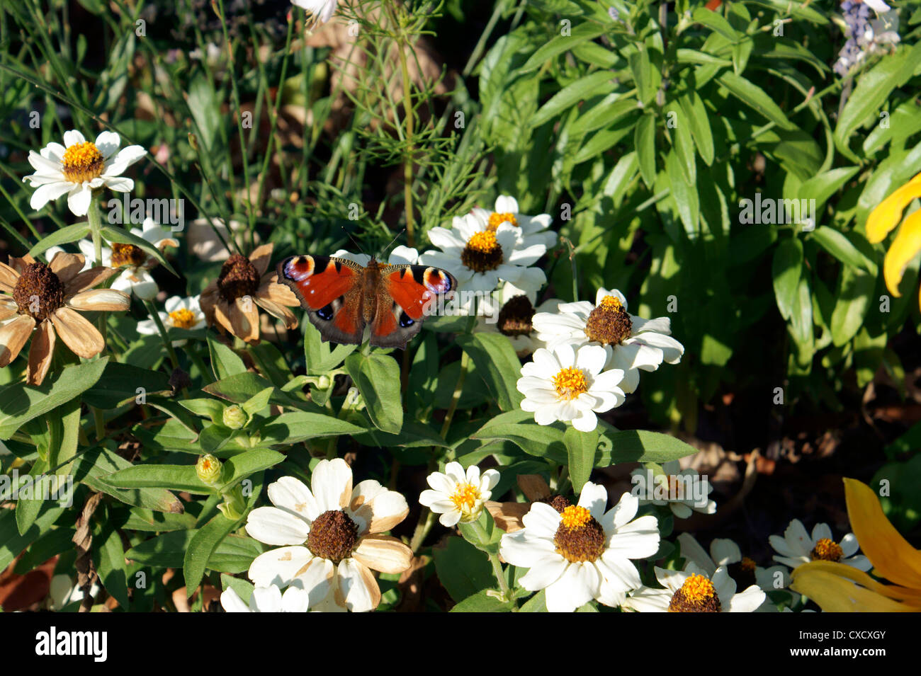 BUTTERFLY PEACOCK (INACHIS Stock Photo - Alamy