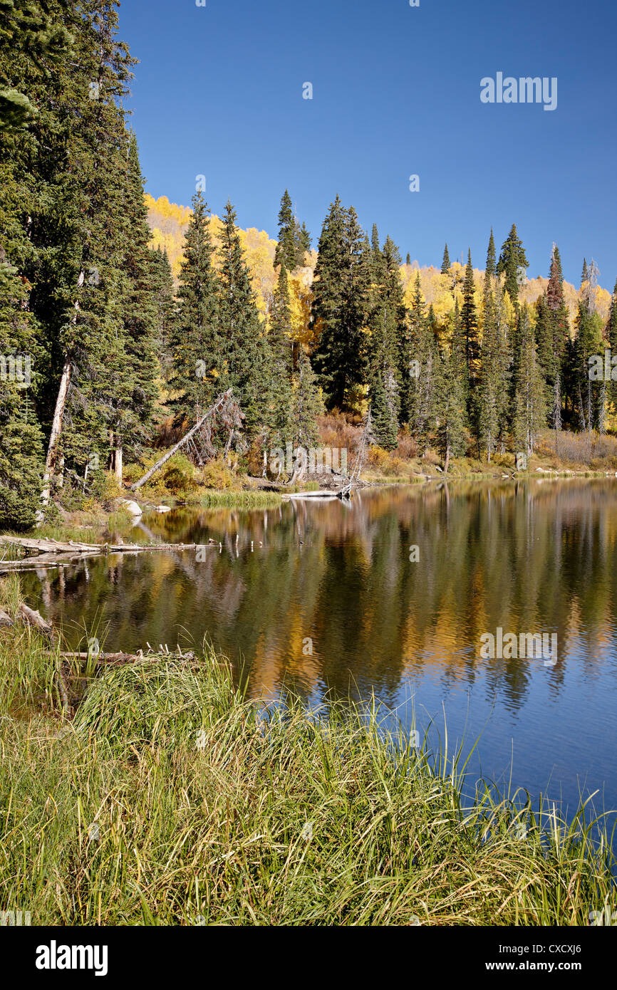 Trees of north america hi-res stock photography and images - Alamy