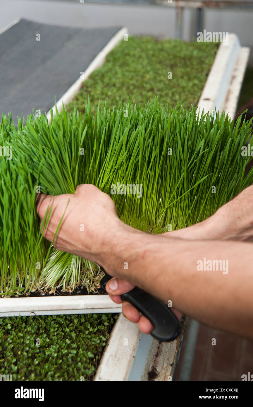 harvesting Wheat Grass Sprouts On an Organic farm Stock Photo - Alamy