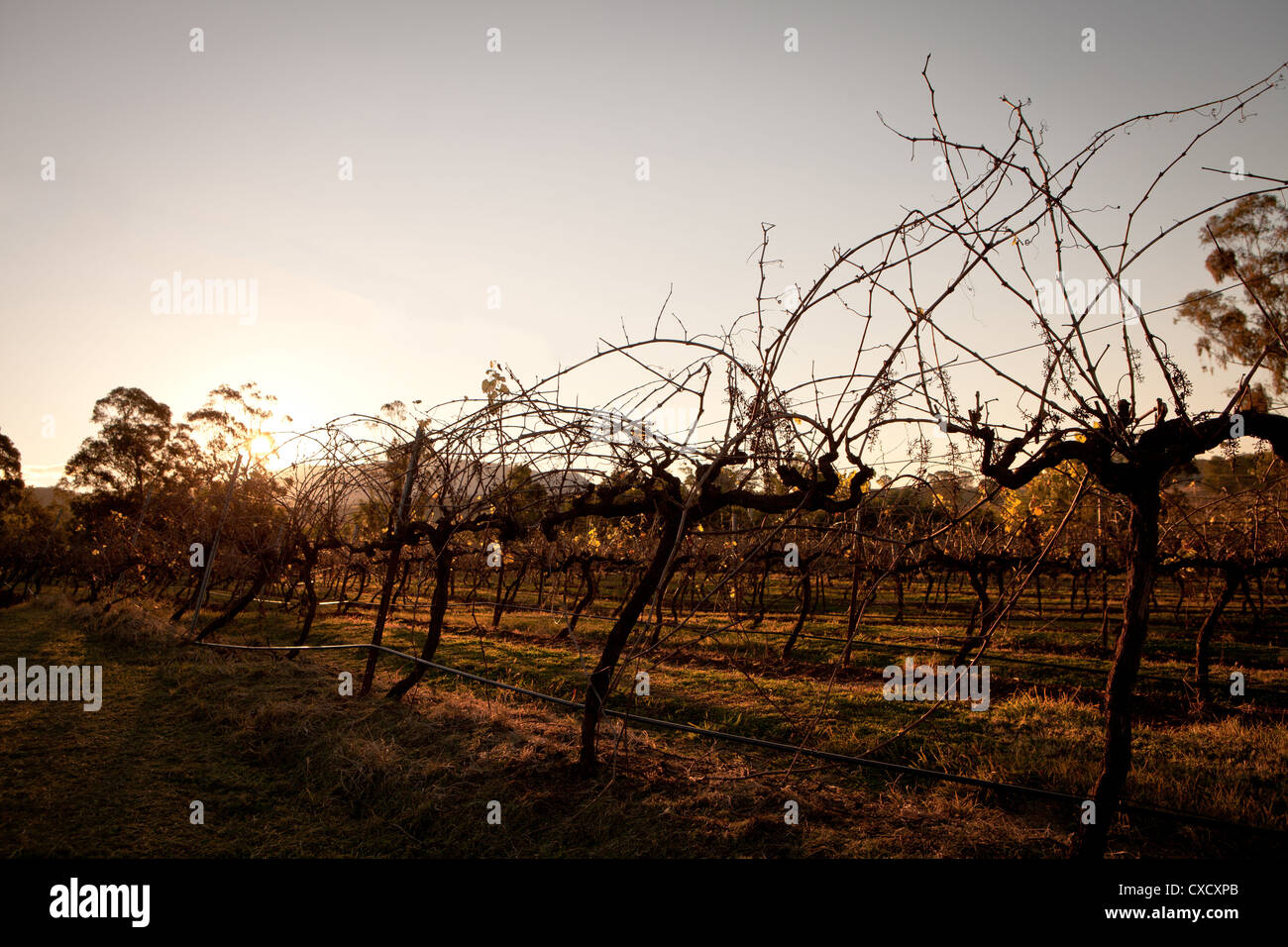 Hunter Valley, NSW, Australia Stock Photo - Alamy