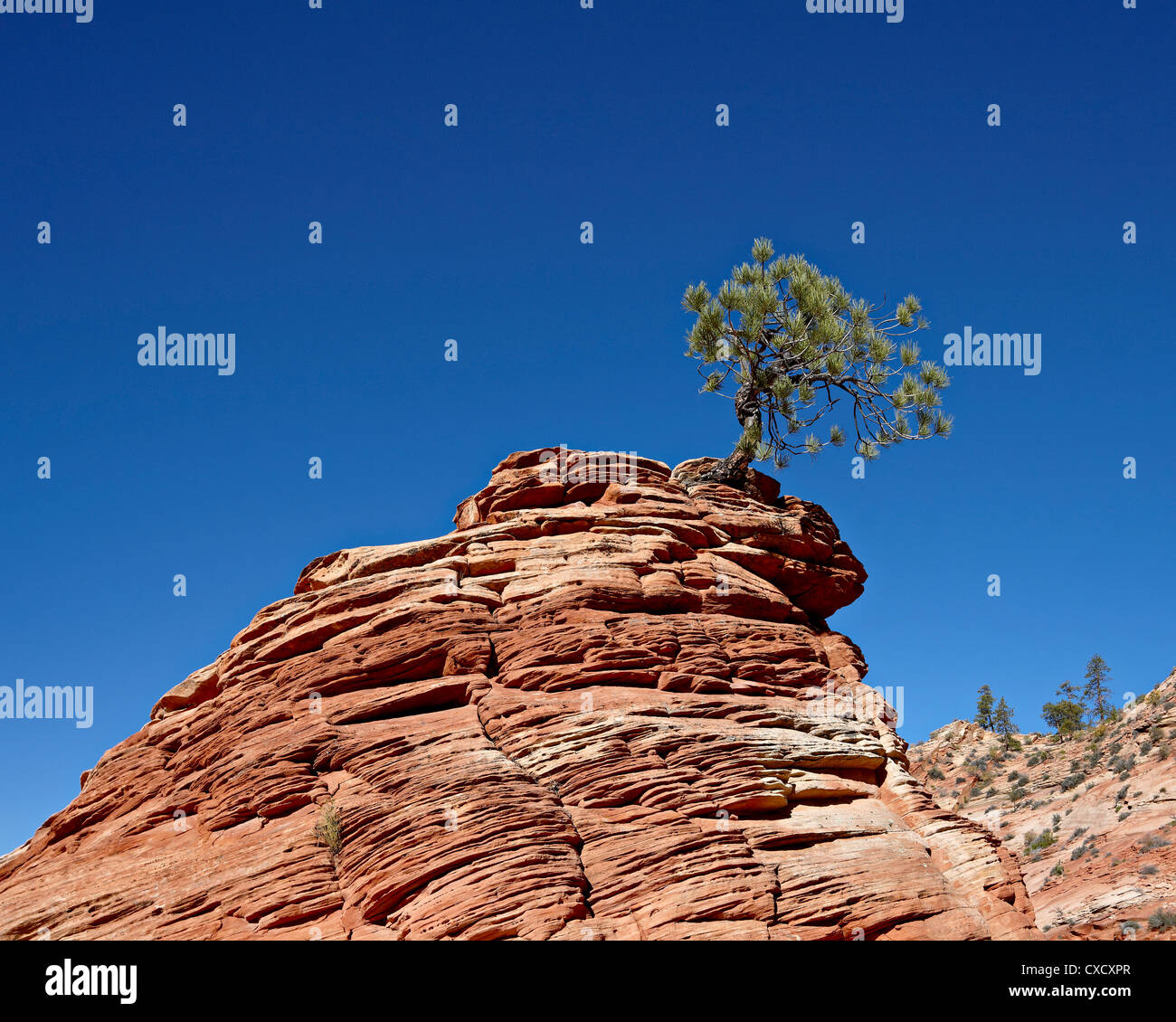 Small evergreen growing atop a small red rock formation, Zion National ...