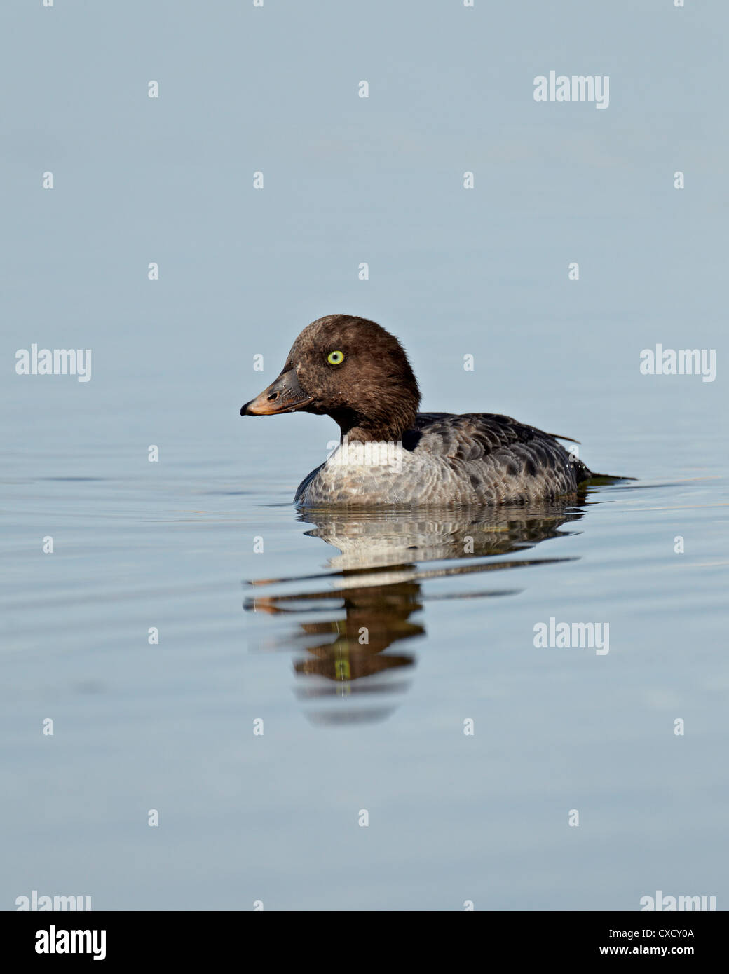 Barrow's Goldeneye (Bucephala islandica) swimming, Yellowstone National ...