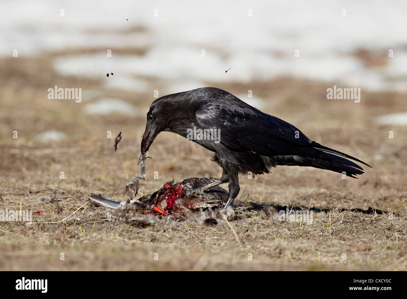 Yellowstone raven photography hi-res stock photography and images - Alamy