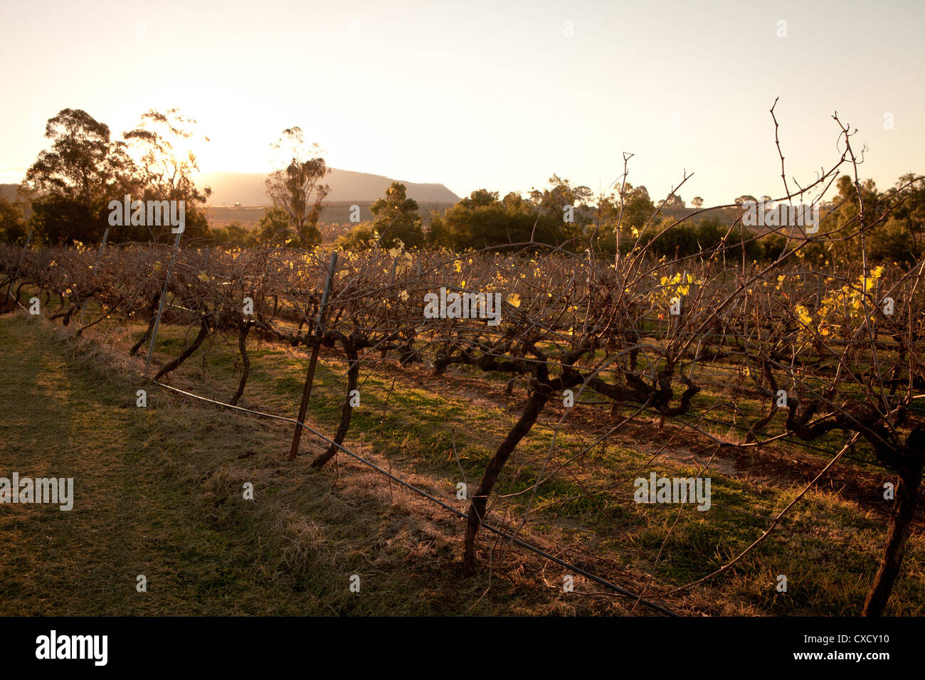Hunter valley nsw australia hi-res stock photography and images - Alamy