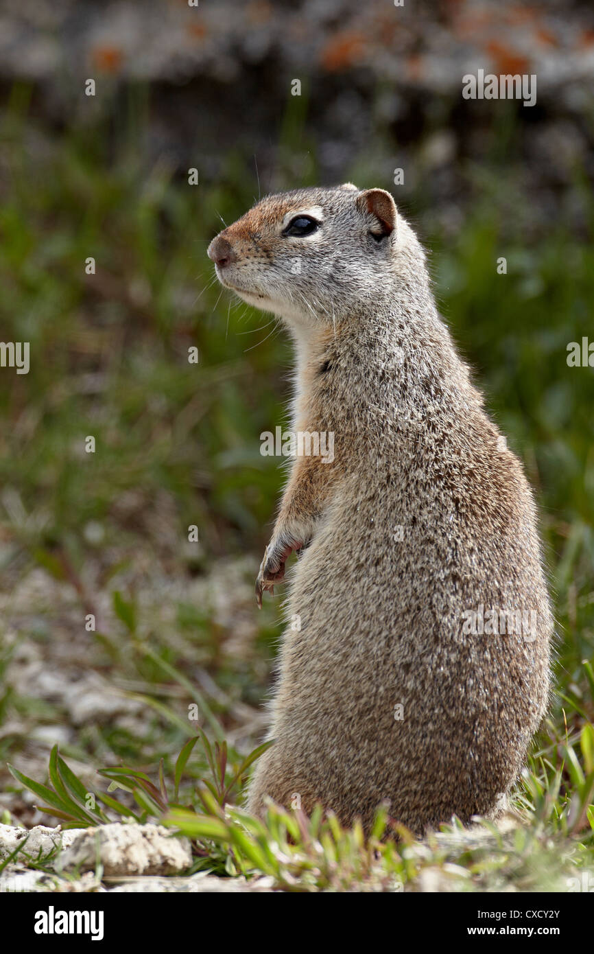 Uinta Ground Squirrel