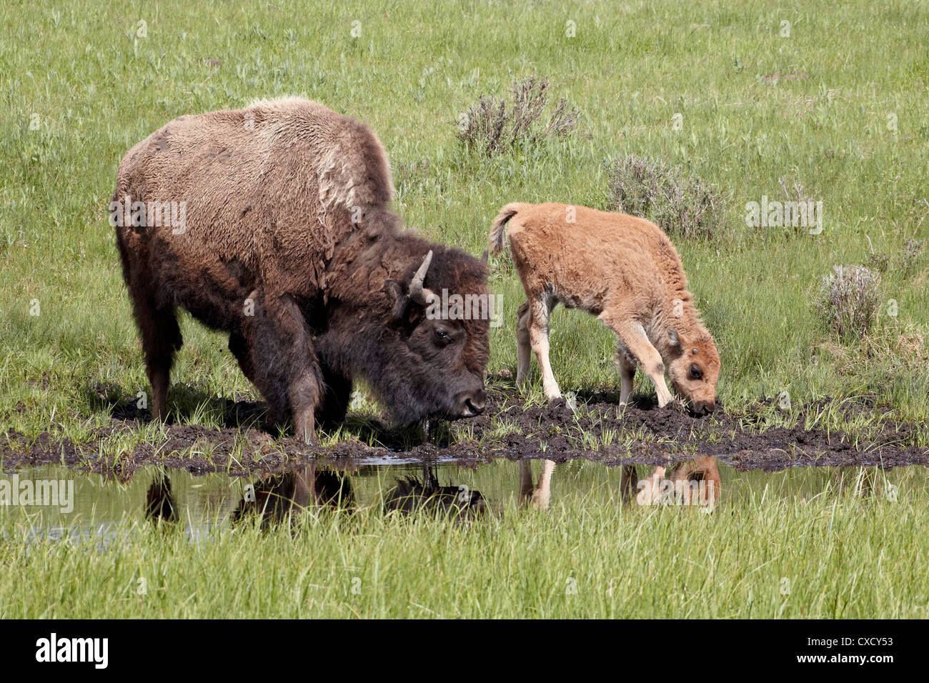 Bison Drinking Water High Resolution Stock Photography and Images - Alamy