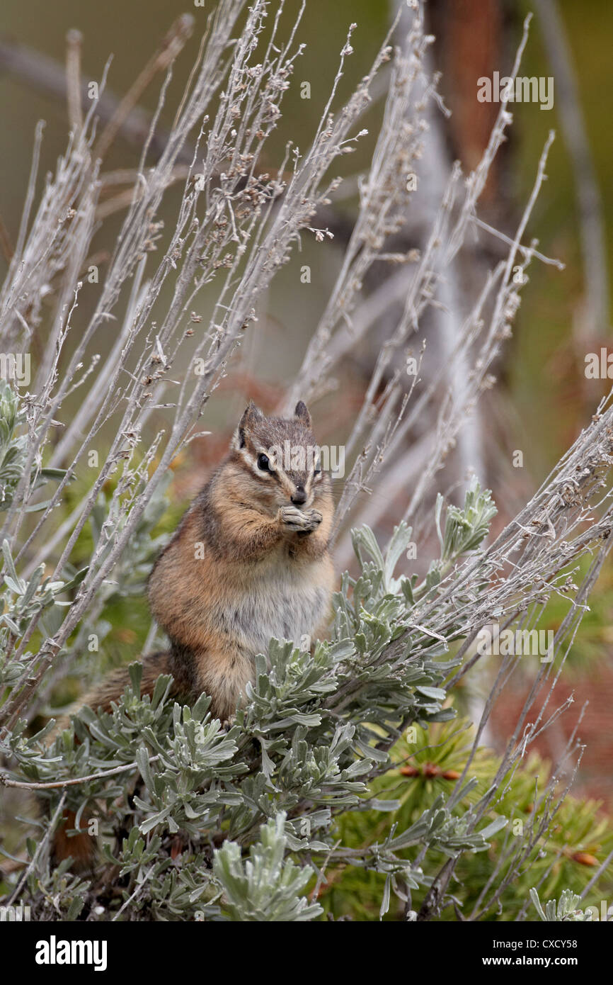 Chipmunk eating leaves hi-res stock photography and images - Alamy