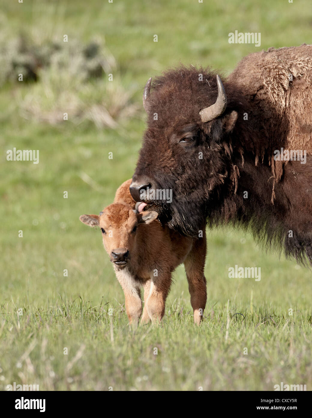 Bison (Bison bison) cow cleaning her calf, Yellowstone National Park ...