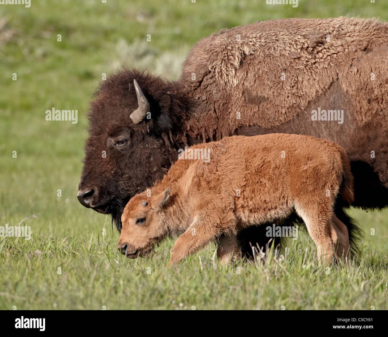 Bison (Bison bison) cow and calf, Yellowstone National Park, Wyoming ...