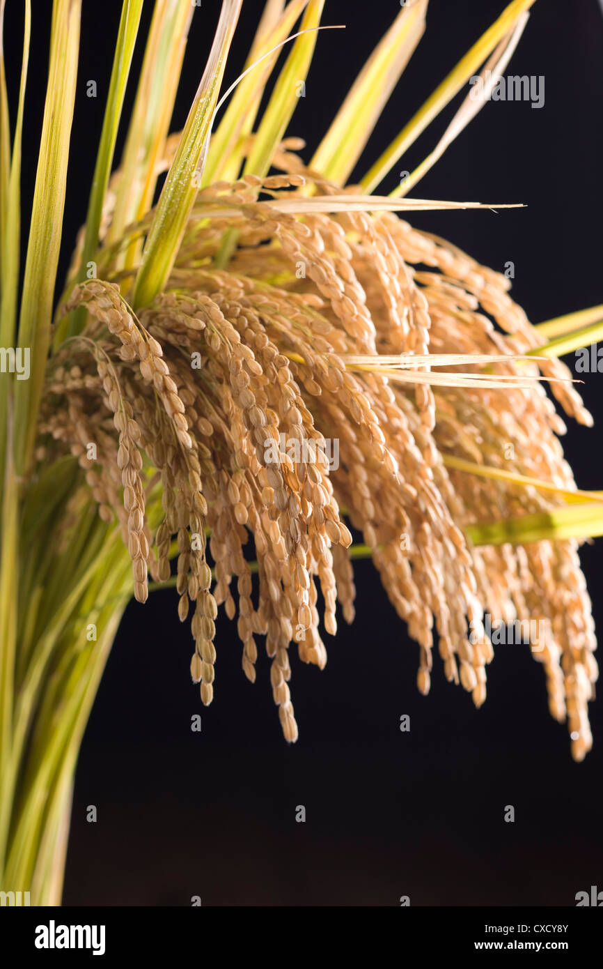 Rice vertical hi-res stock photography and images - Alamy