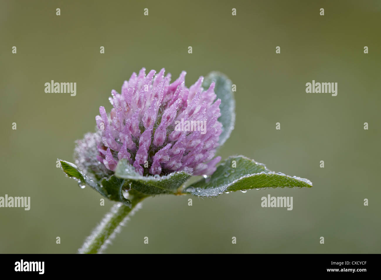 Red clover (Trifolium pratense), Waterton Lakes National Park, Alberta ...