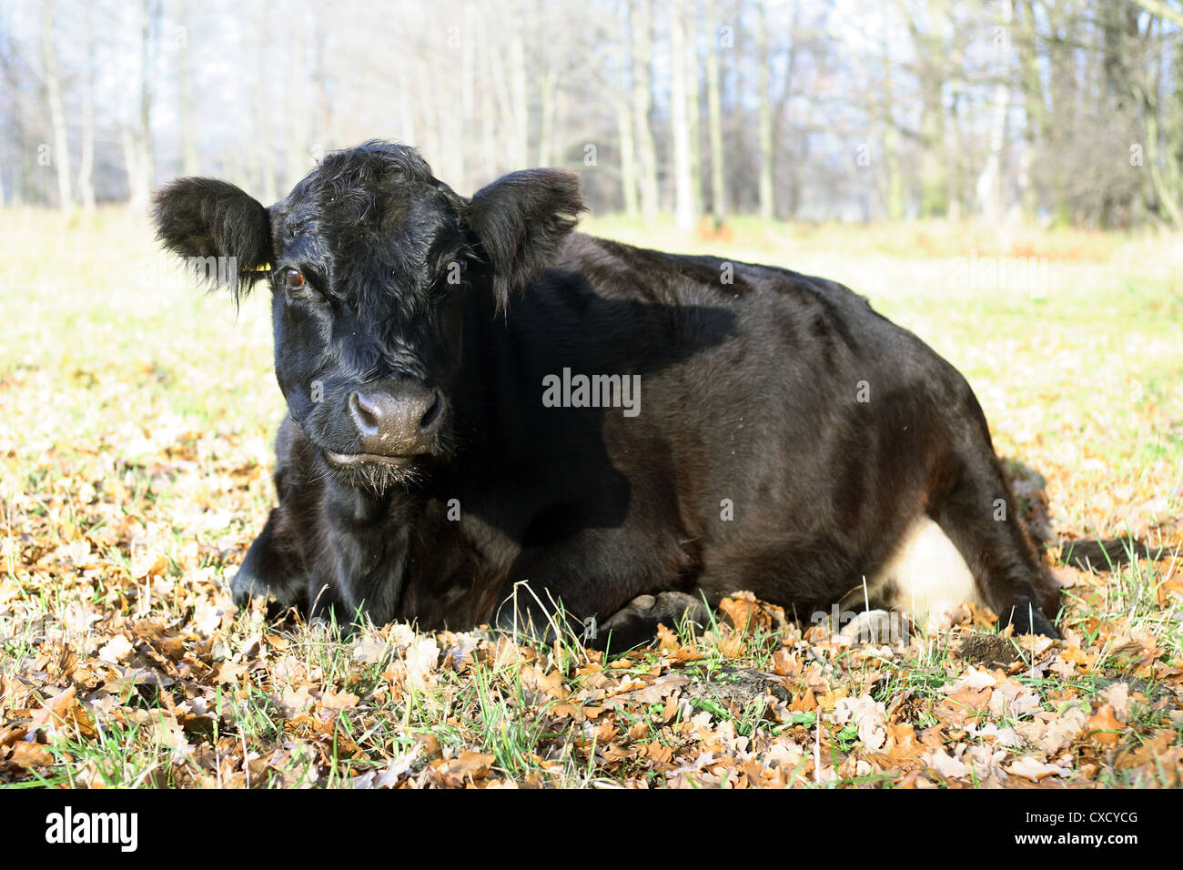 Cow castle hi-res stock photography and images - Alamy