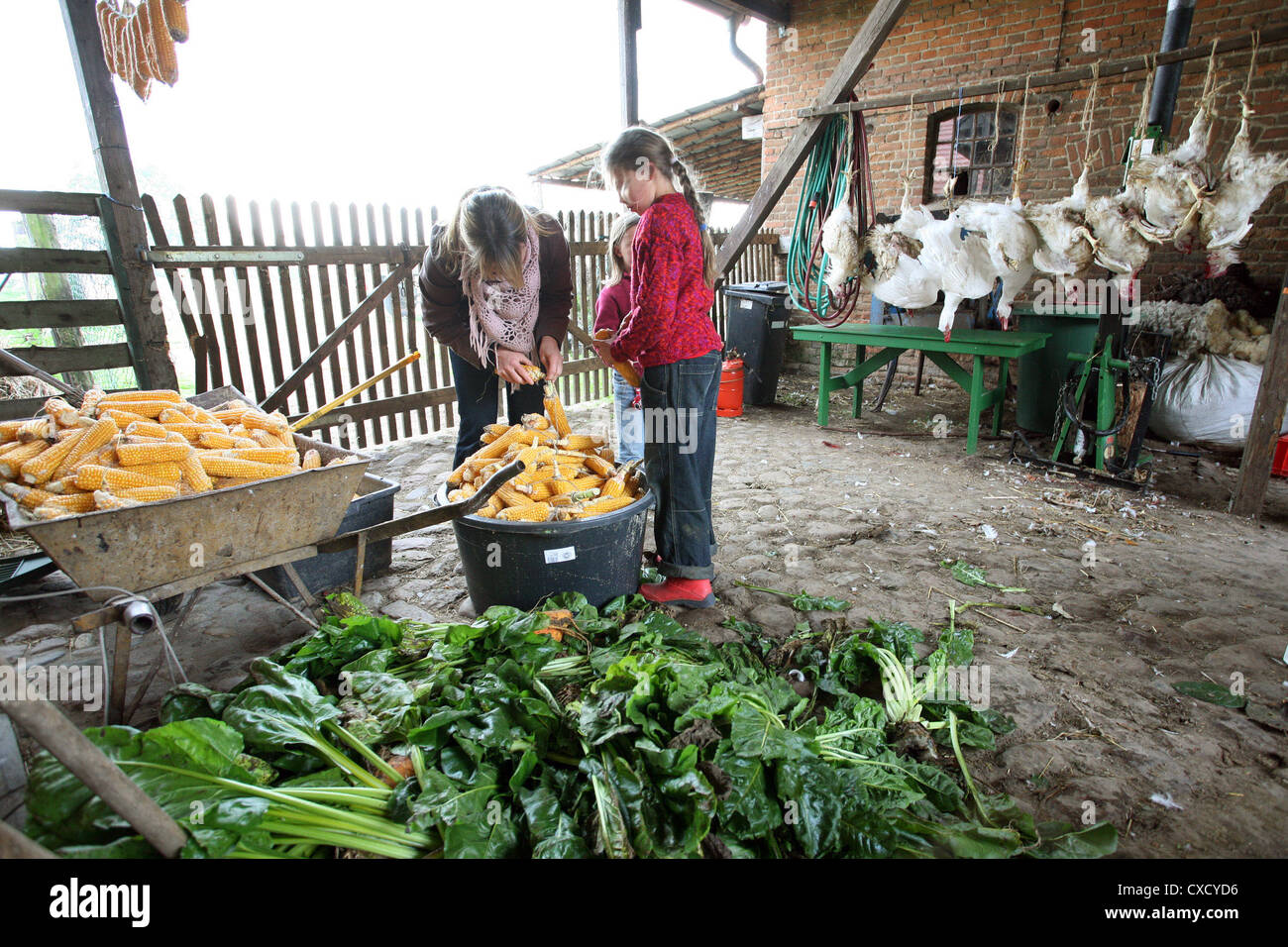 Farm crop chickens hi-res stock photography and images - Alamy