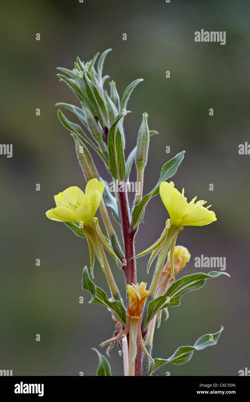 Yellow evening primrose (Oenothera villosa), Waterton Lakes National ...