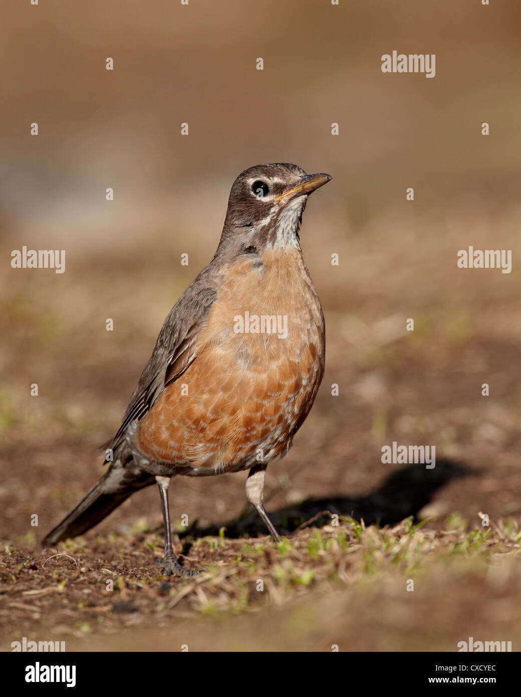 American robin north american robin turdus migratorius usa hi-res stock ...