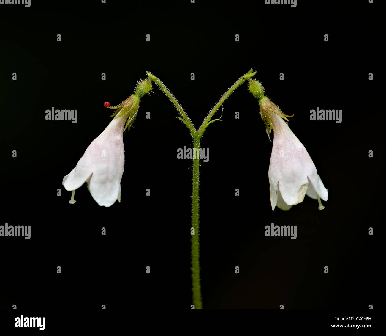 Twinflower (Linnaea borealis), Idaho Panhandle National Forests, Idaho ...