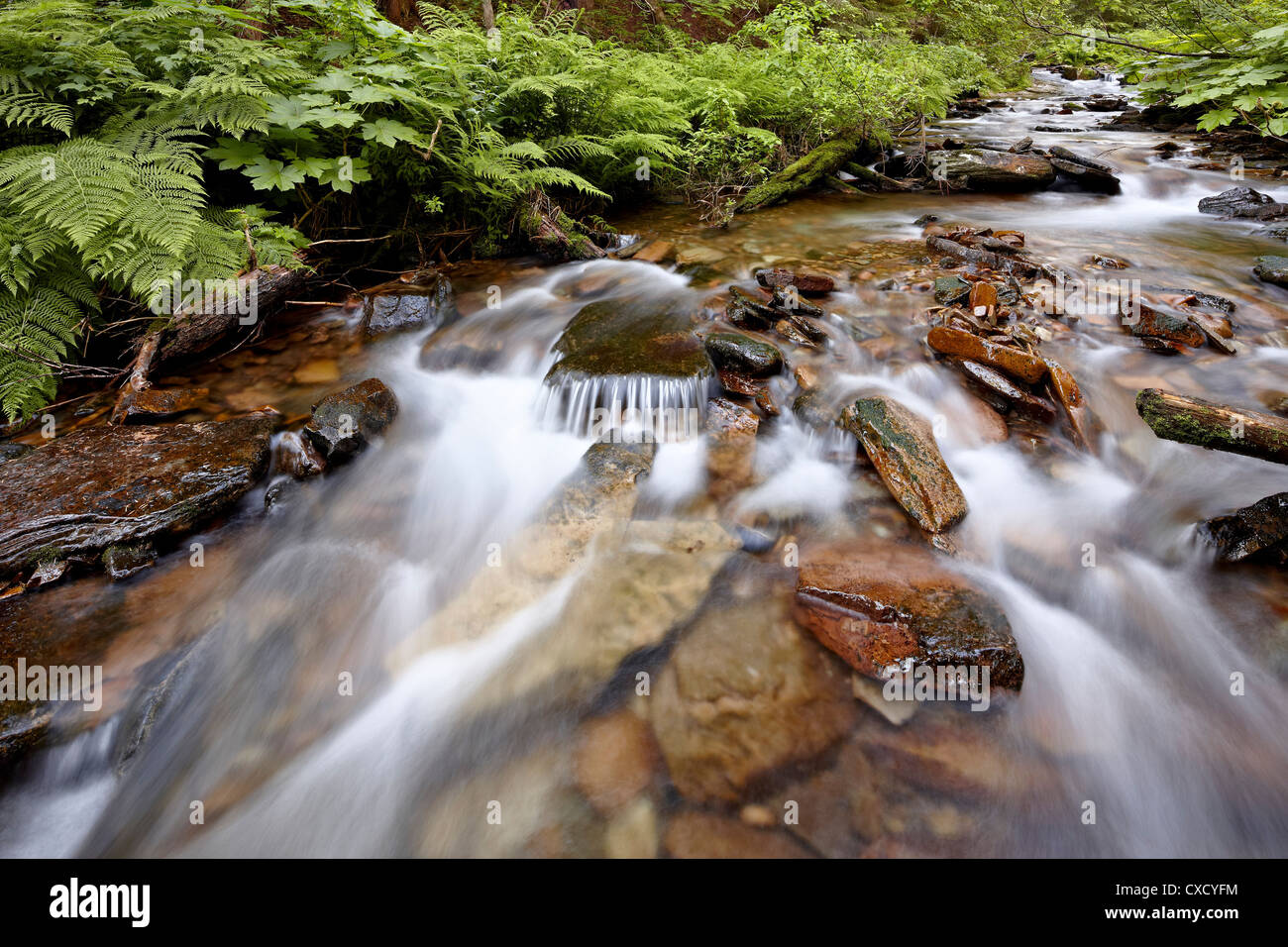 Cascades on Yellow Dog Creek, Coeur d'Alene National Forest, Idaho ...