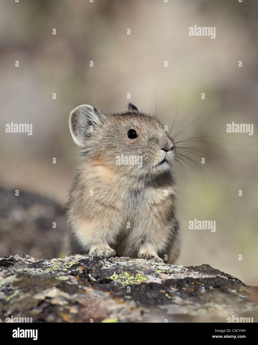 American pika ochotona princeps on hi-res stock photography and images ...