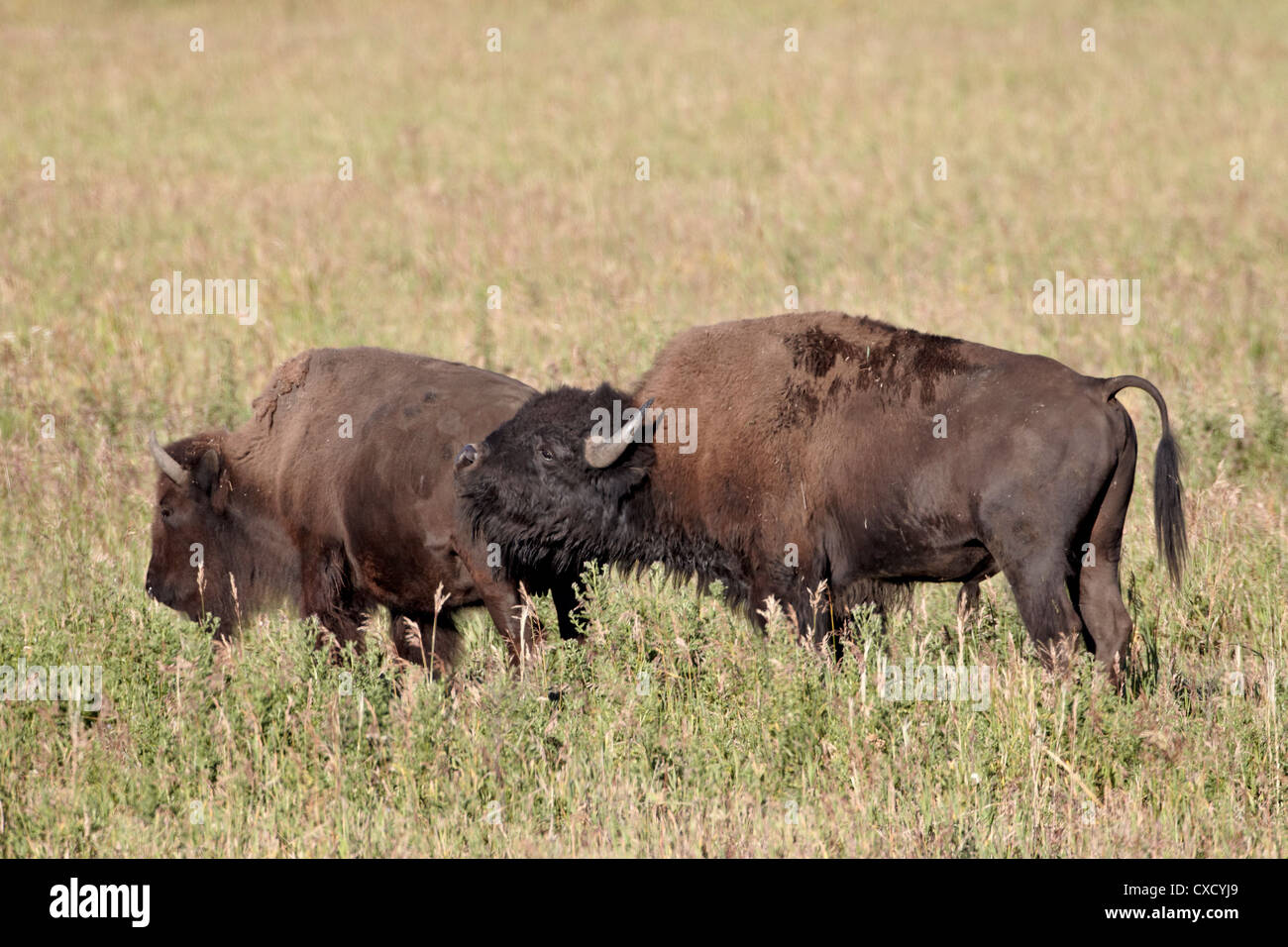 American bison bull and cow side by side hi-res stock photography and ...