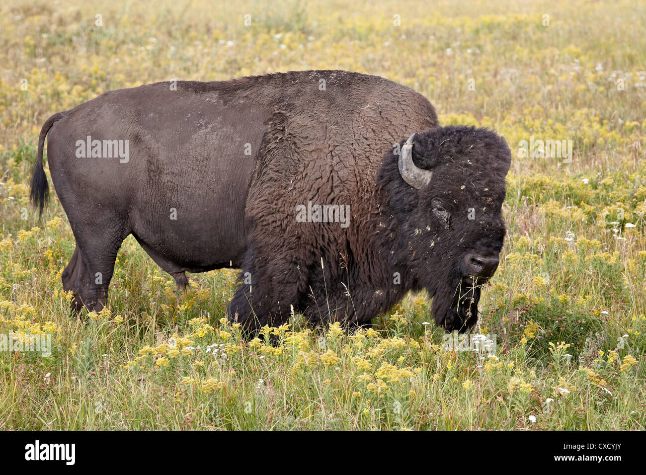 Bison (Bison bison) bull among yellow wildflowers, Yellowstone National ...