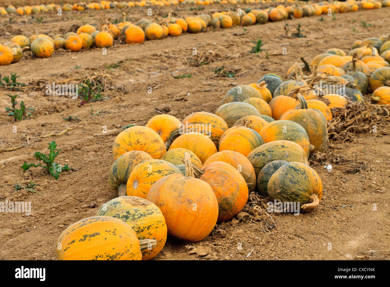 Oil Pumpkins on a field near Retz, Lower Austria Stock Photo - Alamy