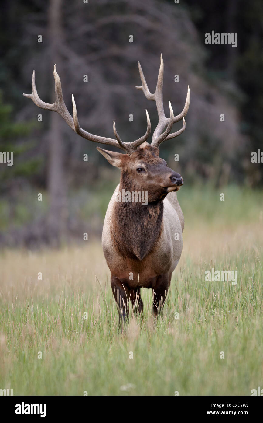 Canada animals national park hi-res stock photography and images - Alamy
