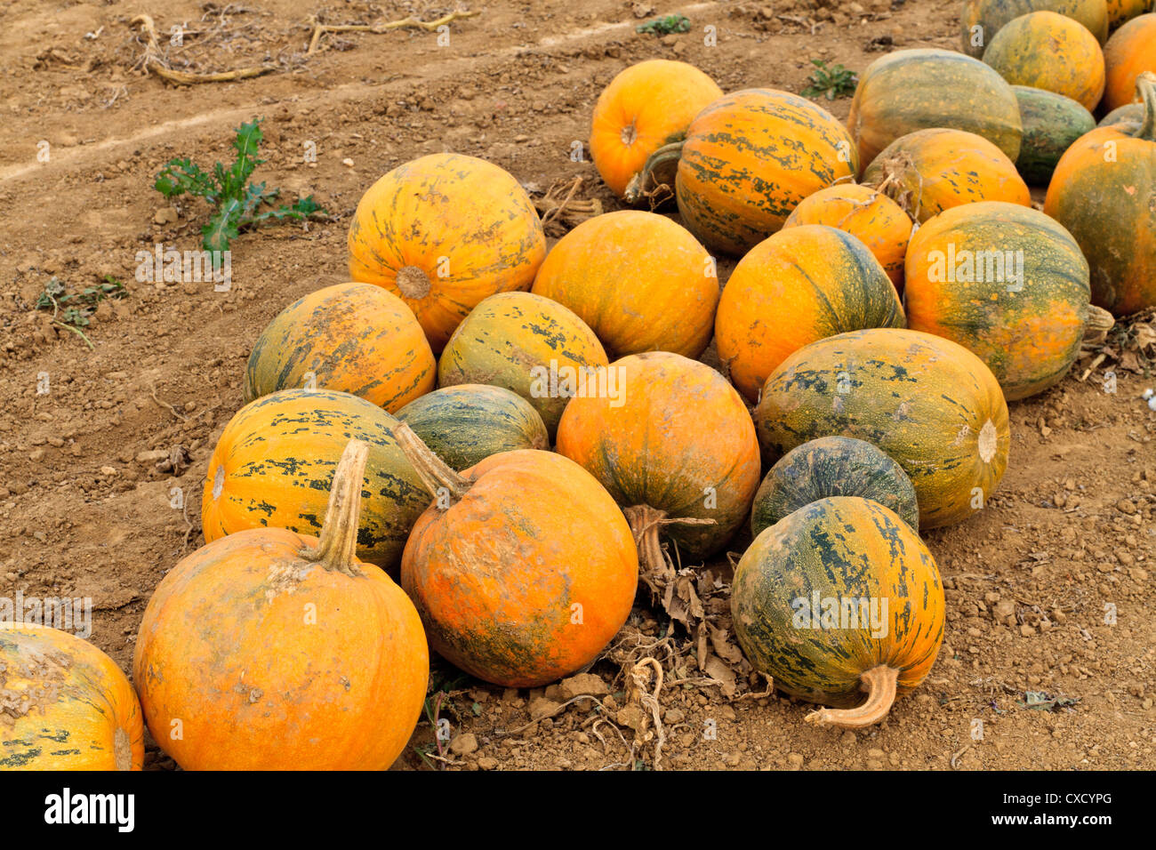 Oil pumpkins on a field near retz hi-res stock photography and images ...