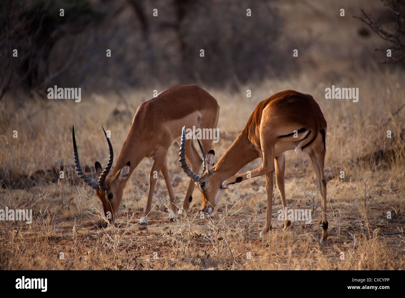 Impala antelope prey hi-res stock photography and images - Alamy