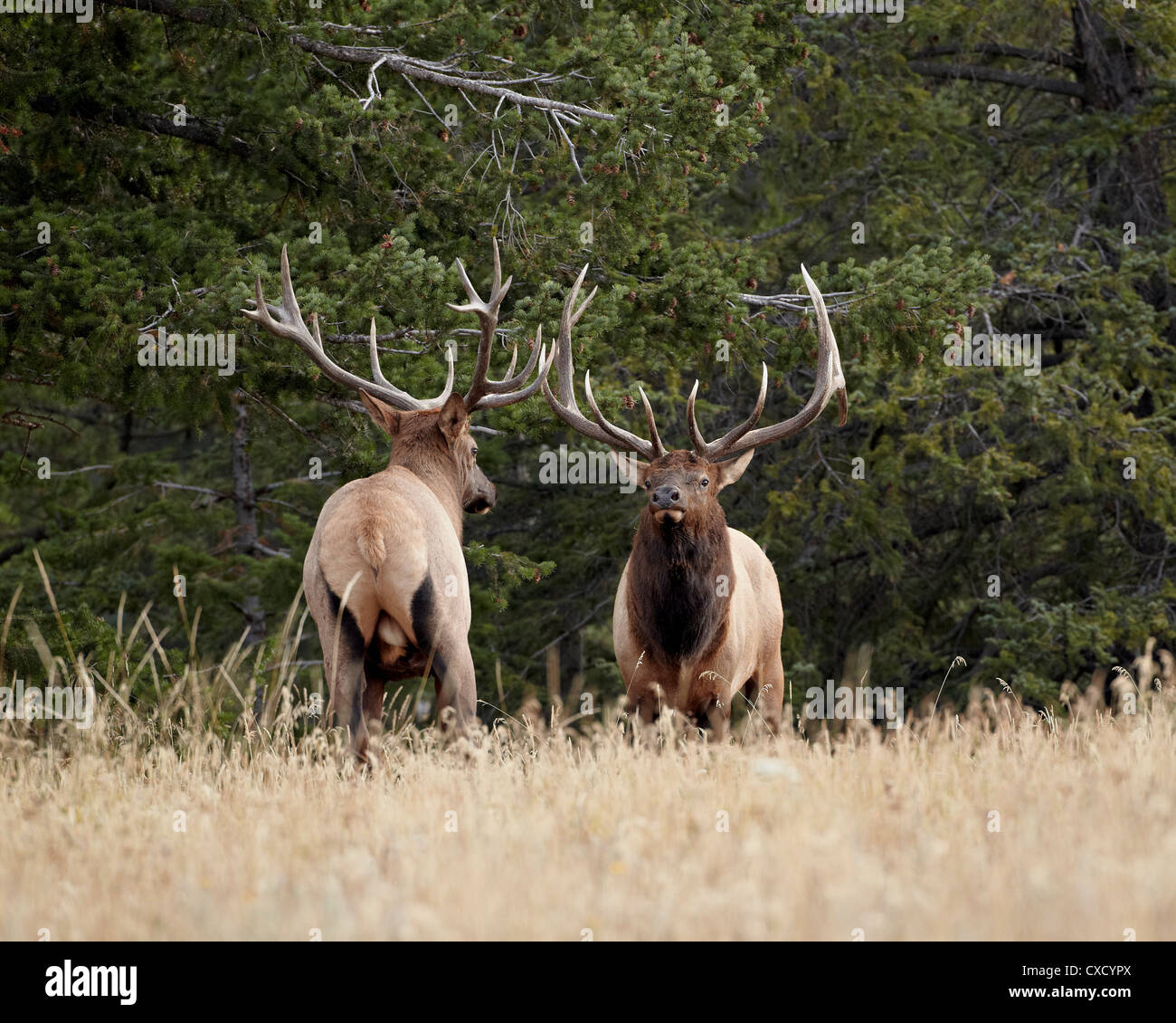 Two bull elk (Cervus canadensis) facing off during the rut, Jasper ...