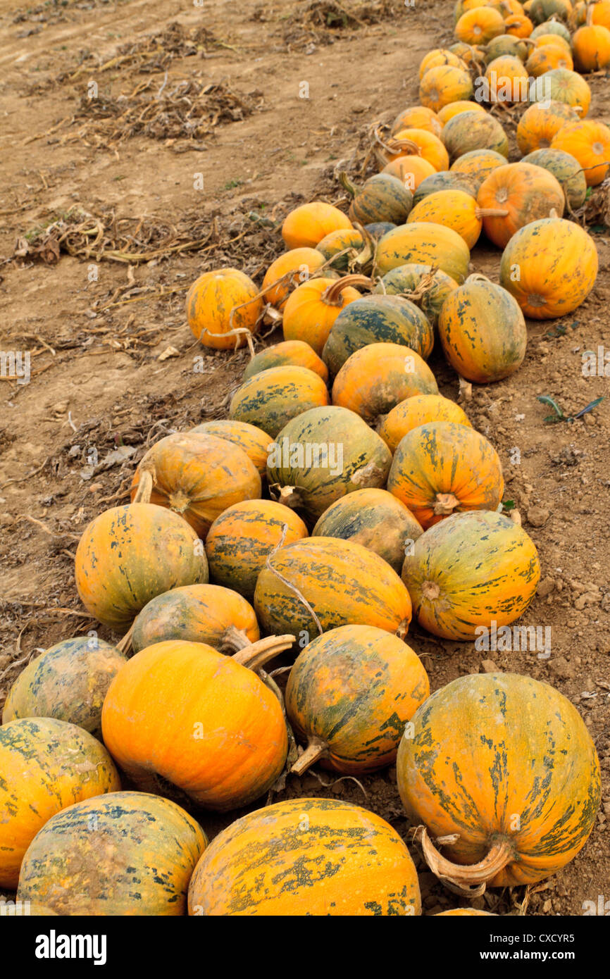 Oil pumpkins on a field near retz hi-res stock photography and images ...