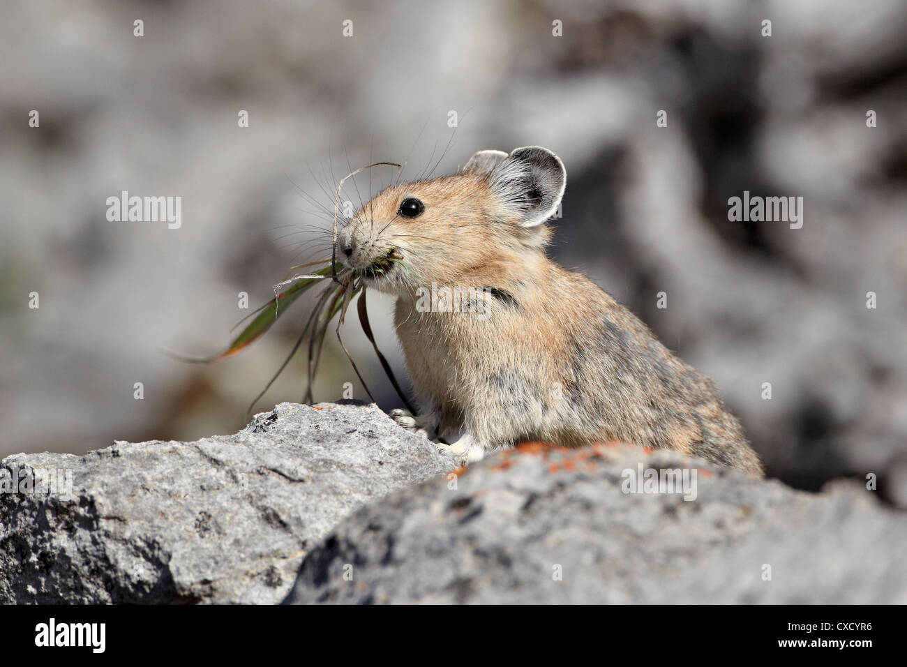 American pika (Ochotona princeps) with food, Jasper National Park ...