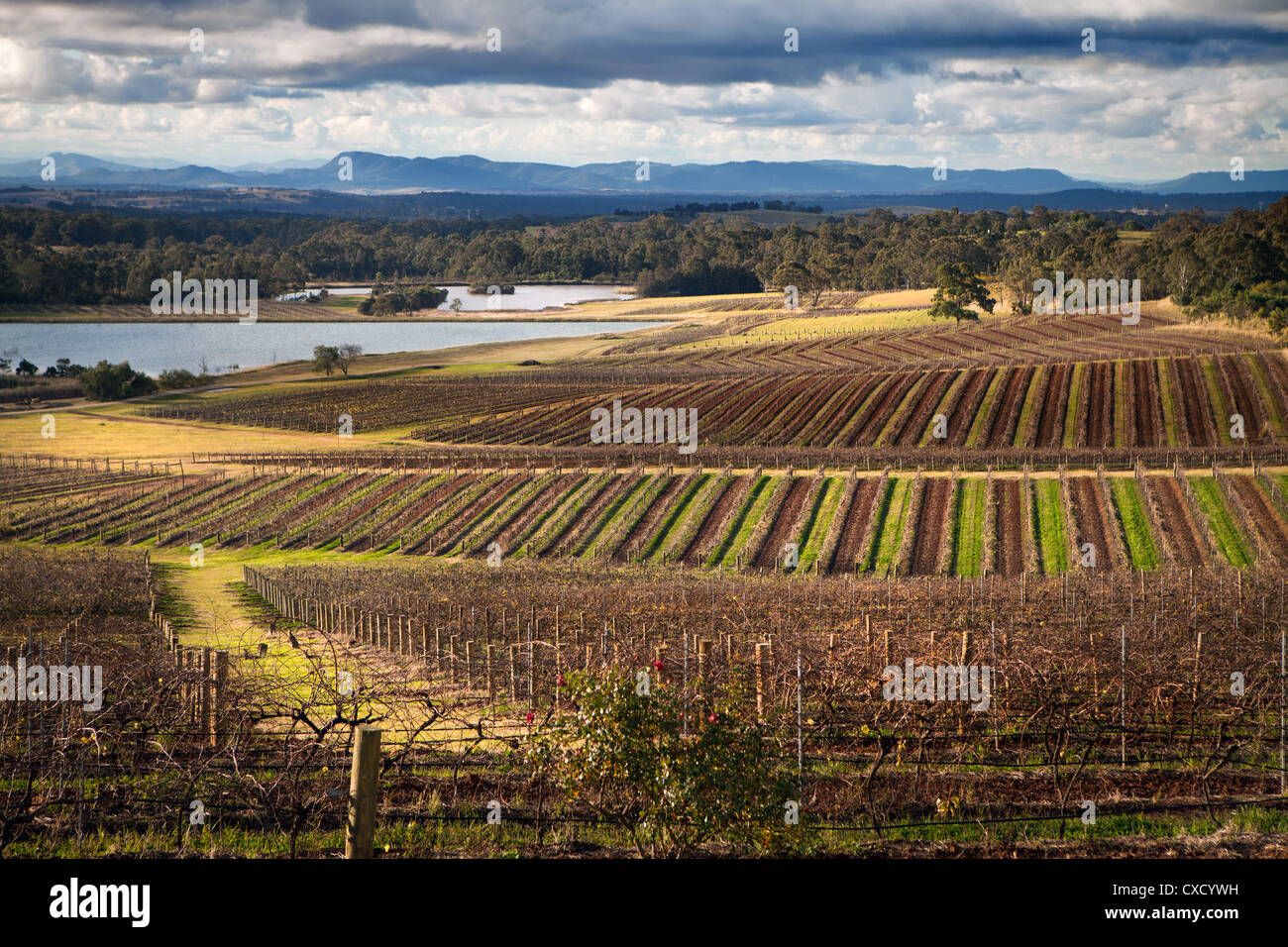 Hunter Valley, NSW, Australia Stock Photo - Alamy