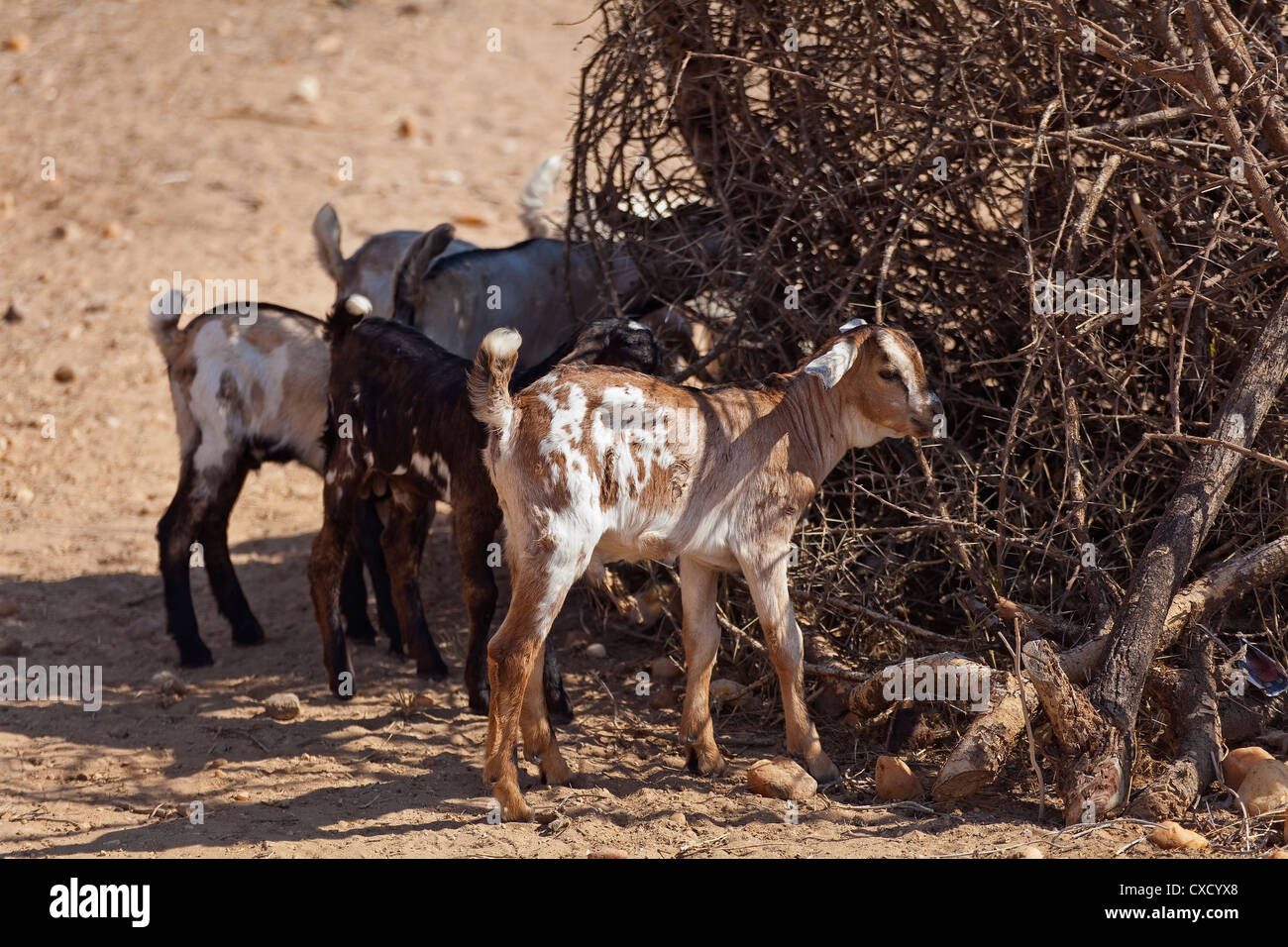 Tribes of kenya hi-res stock photography and images - Alamy