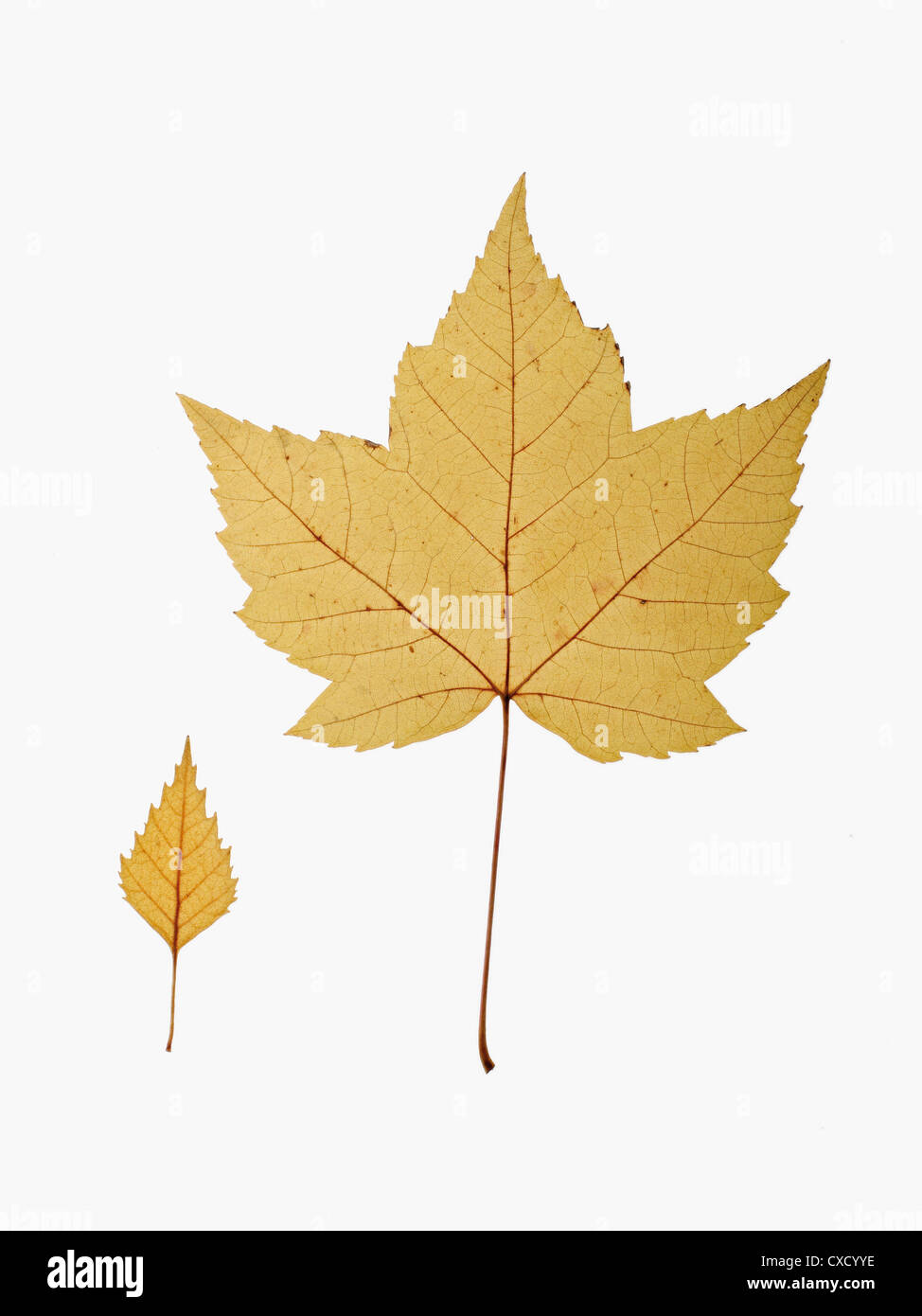 Small and large leaf side by side Stock Photo - Alamy