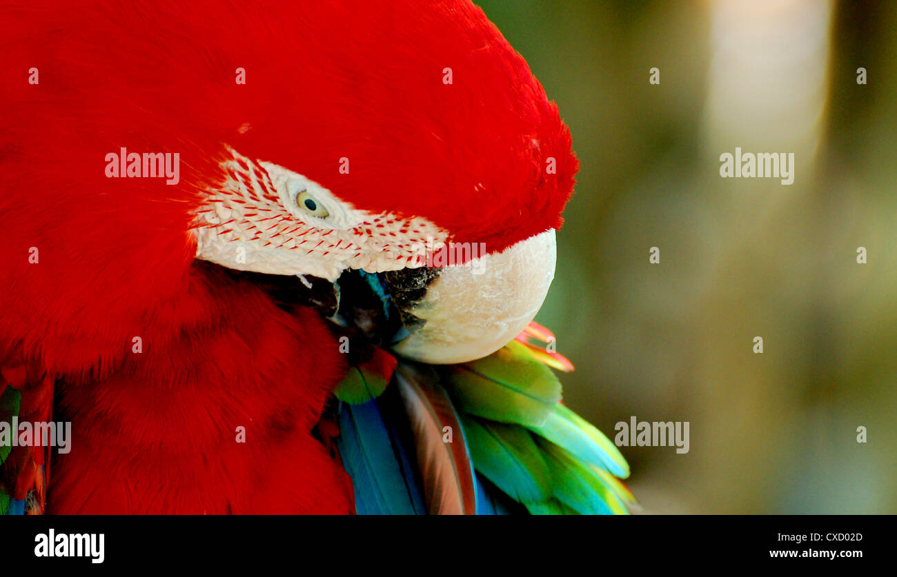 Parrot tongue hi-res stock photography and images - Alamy