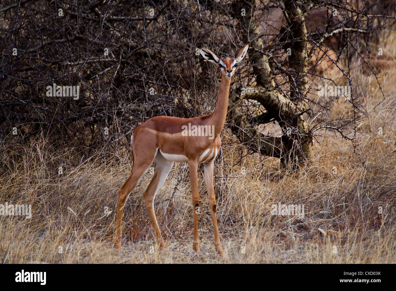 Gerenuk antelope hi-res stock photography and images - Alamy