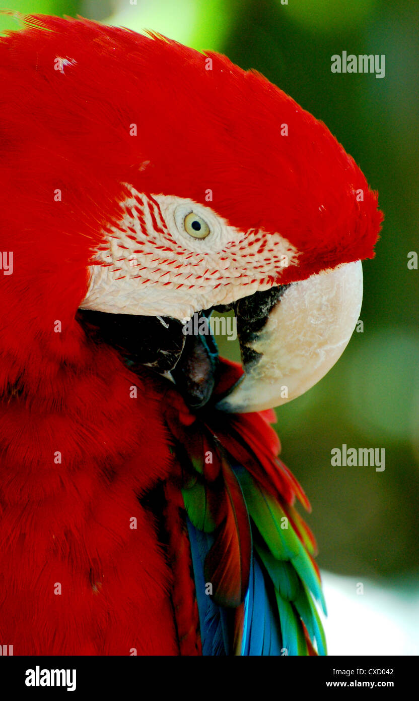 Parrot tongue hi-res stock photography and images - Alamy