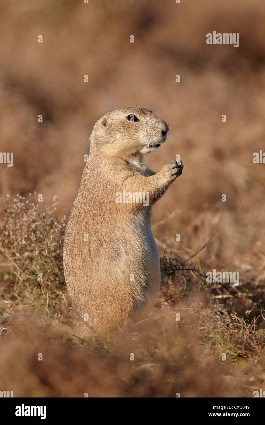 Blacktail prairie dog (Cynomys ludovicianus), Theodore Roosevelt ...