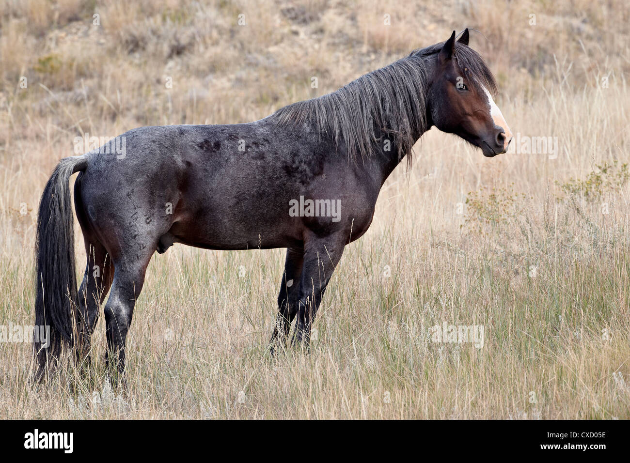 Wild horse (Equus Caballus) stallion, Theodore Roosevelt National Park ...