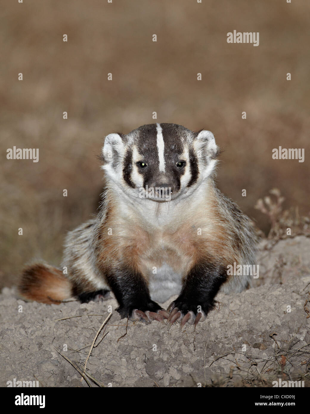 Badger (Taxidea taxus), Buffalo Gap National Grassland, Conata Basin ...